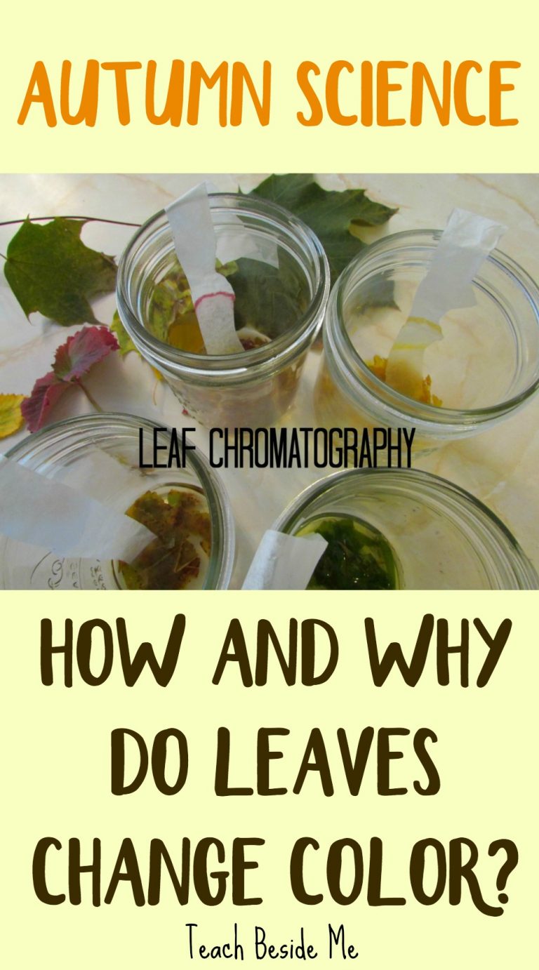 Why Leaves Change Color: Leaf Chromatography - Teach Beside Me
