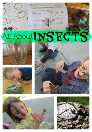 Spring Insect Study - Teach Beside Me