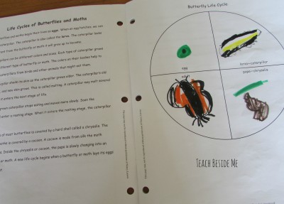 Spring Insect Study - Teach Beside Me