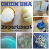 DNA Activities for Kids: Extract DNA and Build a Candy Model - Teach ...