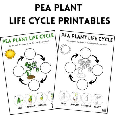 Grow a Seed in a Bag & Plant Life Cycles: Simple Science for Kids ...