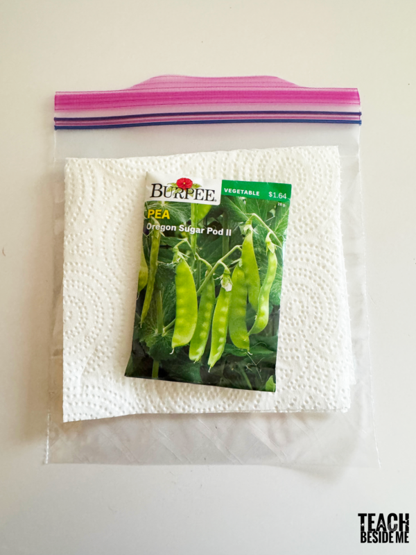 Grow a Seed in a Bag & Plant Life Cycles: Simple Science for Kids ...