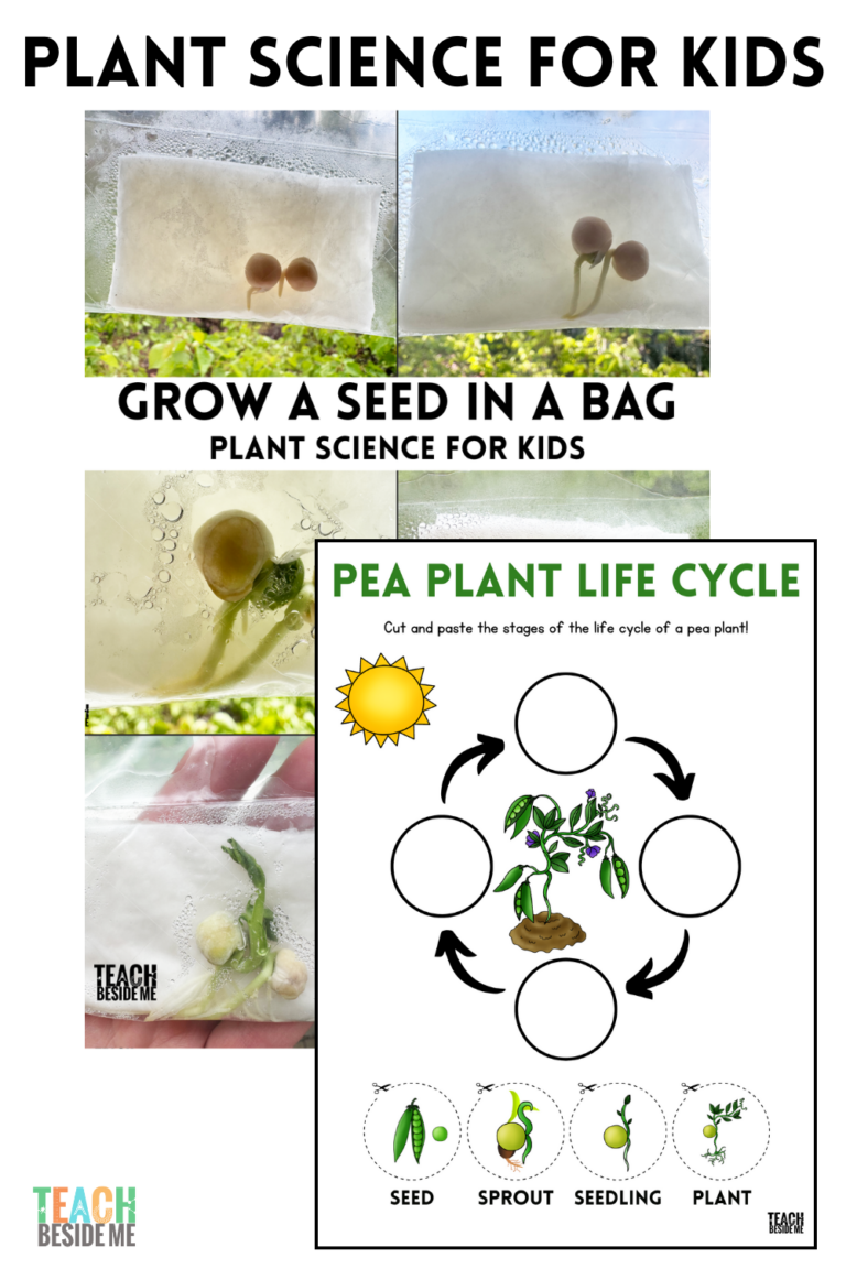 Grow a Seed in a Bag & Plant Life Cycles: Simple Science for Kids ...