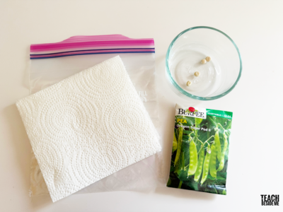 Grow a Seed in a Bag & Plant Life Cycles: Simple Science for Kids ...