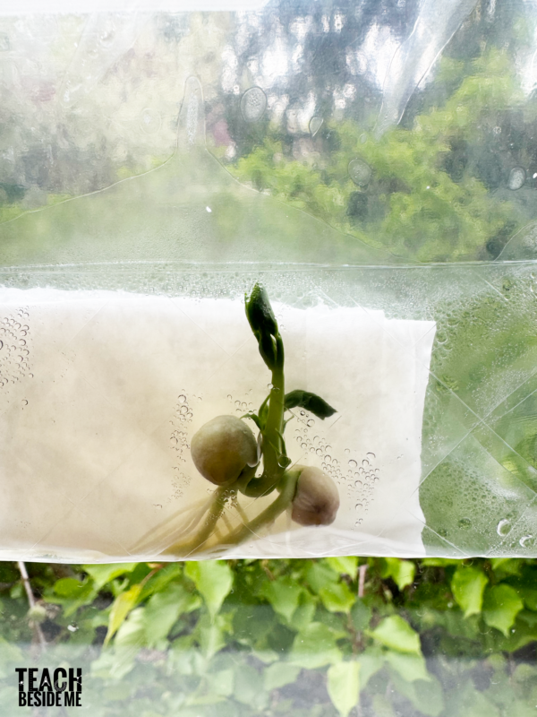 Grow a Seed in a Bag & Plant Life Cycles: Simple Science for Kids ...