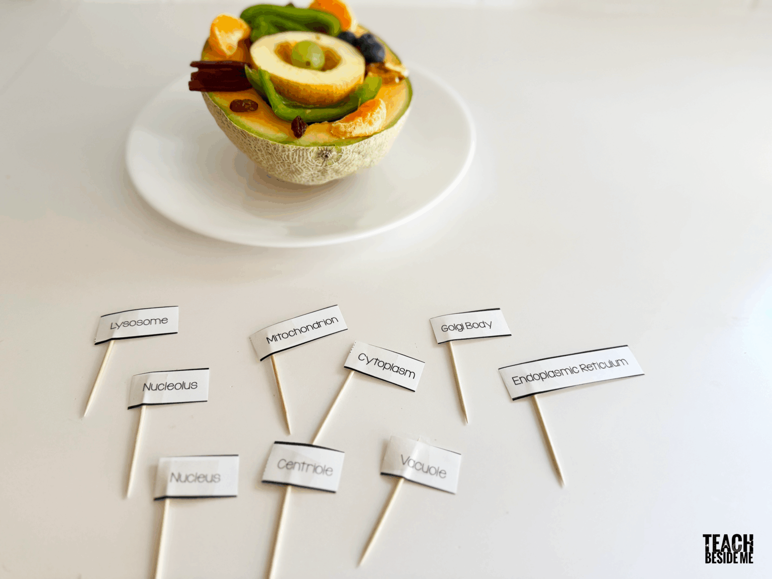Edible Animal Cell Model (Made from a Cantaloupe!) - Teach Beside Me