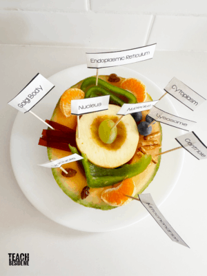 Edible Animal Cell Model (Made from a Cantaloupe!) - Teach Beside Me