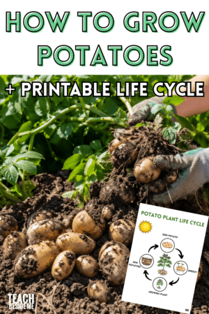 How to Grow Potatoes + Potato Life Cycle Printables - Teach Beside Me