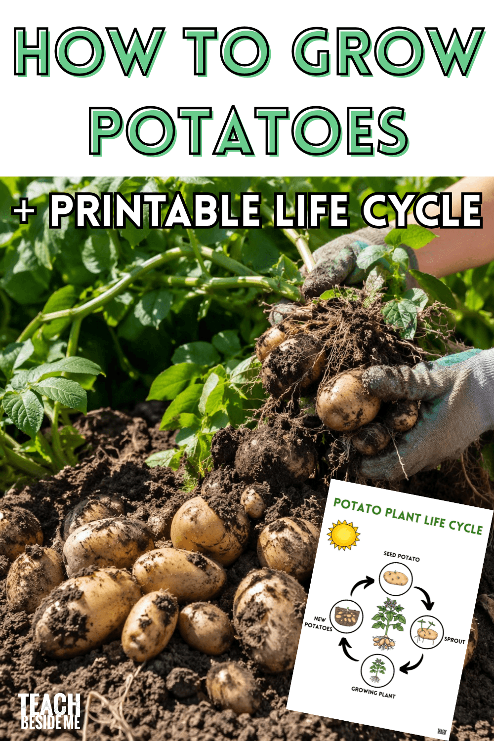 How to Grow Potatoes + Potato Life Cycle Printables - Teach Beside Me