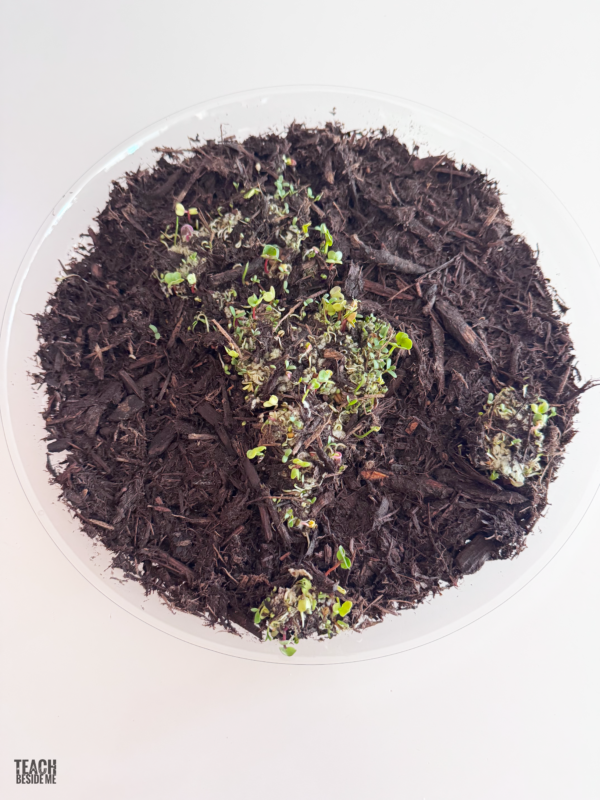 Grow the Earth: Seed Paper Earth Day Craft for Kids - Teach Beside Me